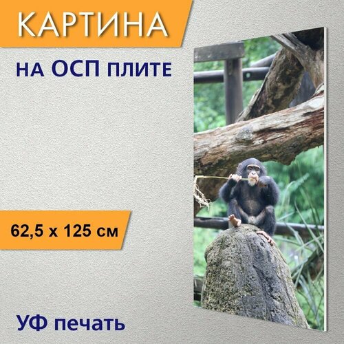 Вертикальная картина на ОСП "Шимпанзе, милый, обезьяна" 62x125 см. для интерьериа