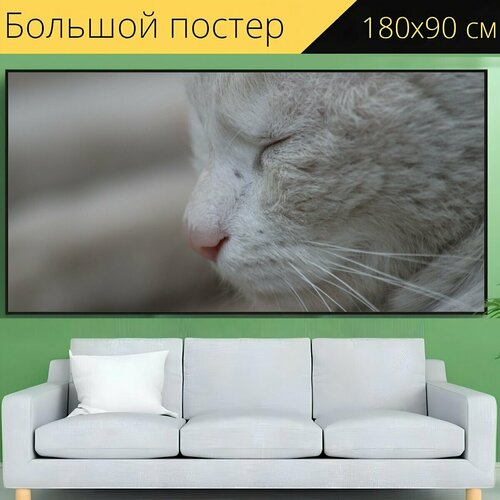 Большой постер "Кошка, лицо, белый" 180 x 90 см. для интерьера