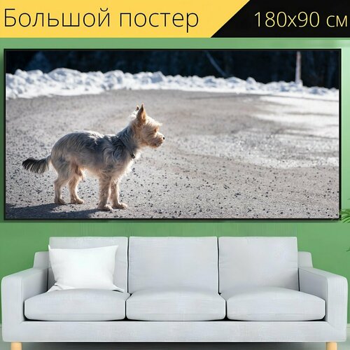 Большой постер "Собака, небольшой, зима" 180 x 90 см. для интерьера