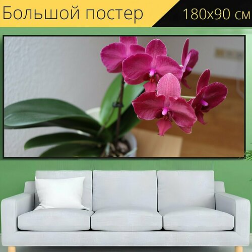 Большой постер "Орхидея в доме, цветок орхидеи, орхидея" 180 x 90 см. для интерьера