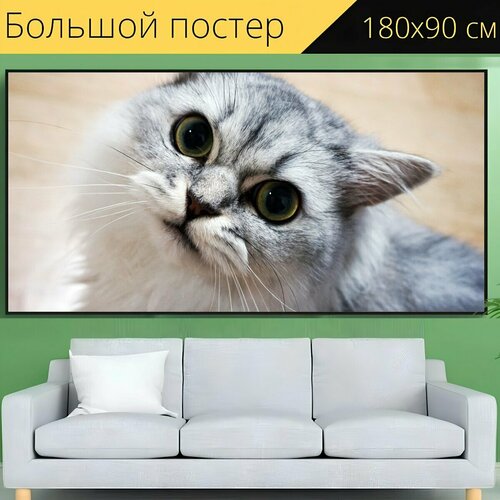 Большой постер "Кошка, животное, домашние питомцы" 180 x 90 см. для интерьера