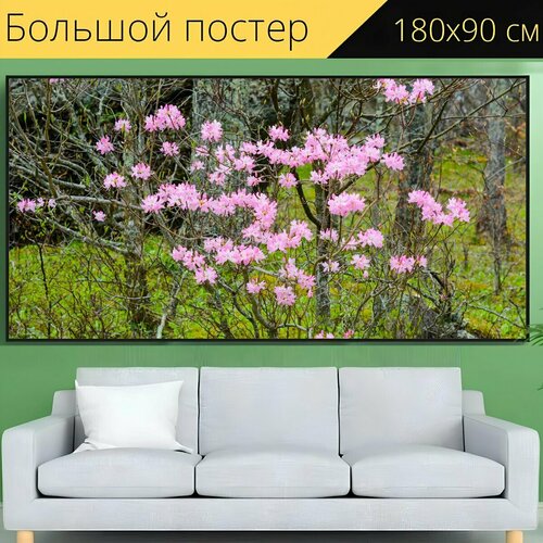 Большой постер "Азалия, кусты, розовые цветы" 180 x 90 см. для интерьера