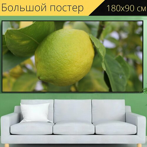 Большой постер "Лимон, ботаника, природа" 180 x 90 см. для интерьера