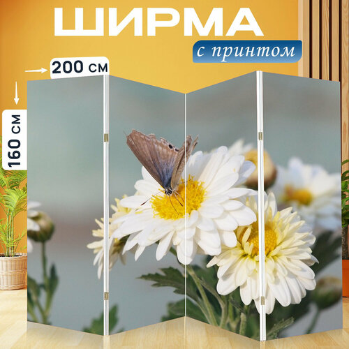 Ширма перегородка с принтом "Хризантема, цветы, цветок" на холсте - 200x160 см. для зонирования, раскладная