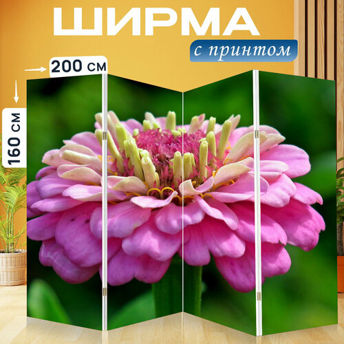 Ширма перегородка с принтом "Цинния, цветок, красочный" на холсте - 200x160 см. для зонирования, раскладная