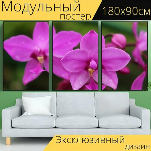 Модульный постер "Цветок, орхидея, блум" 180 x 90 см. для интерьера