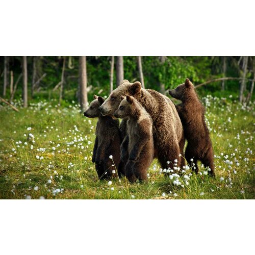 Картина на холсте 60x110 LinxOne "Лес медвежата медведица" интерьерная для дома / на стену / на кухню / с подрамником
