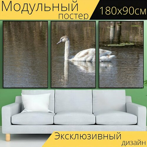 Модульный постер "Лебедь, птица, плавать" 180 x 90 см. для интерьера