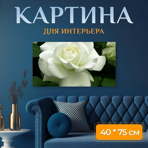 Картина на холсте "Роза, цветок, белый" на подрамнике 75х40 см. для интерьера