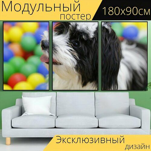 Модульный постер "Собака, щенок, ши тцу" 180 x 90 см. для интерьера