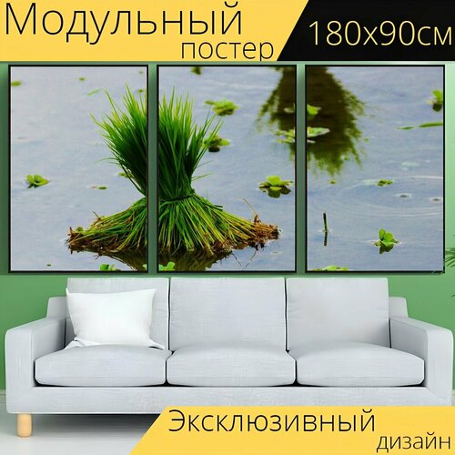 Модульный постер "Райс, рисовые поля, водное пространство" 180 x 90 см. для интерьера