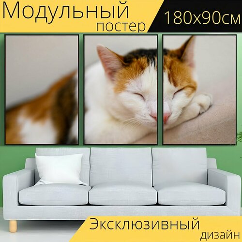 Модульный постер "Кот, кошки спят, животное" 180 x 90 см. для интерьера