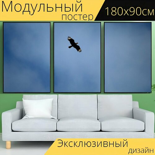 Модульный постер "Каракара, птица, природа" 180 x 90 см. для интерьера