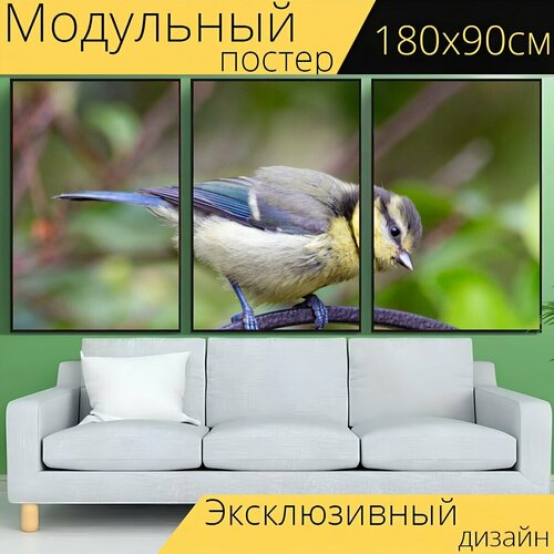 Модульный постер "Голубая синица, синица синица, лазоревка" 180 x 90 см. для интерьера