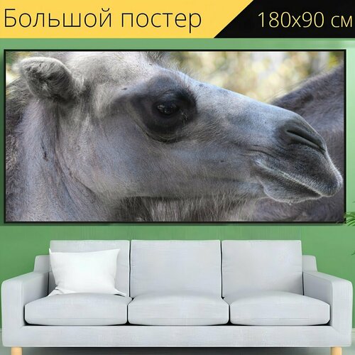 Большой постер "Топтать, животное, верблюд" 180 x 90 см. для интерьера