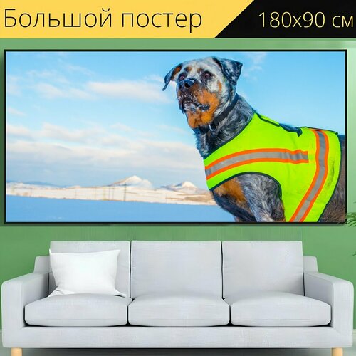 Большой постер "Ротвейлер, собака, жилет для собак" 180 x 90 см. для интерьера