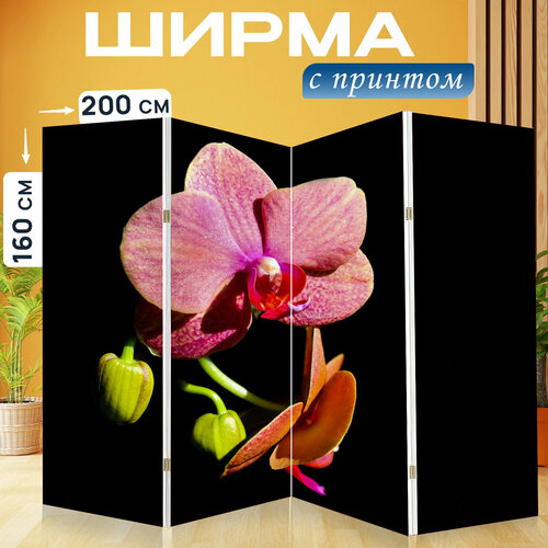 Ширма перегородка с принтом "Орхидея, цветы, завод" на холсте - 200x160 см. для зонирования, раскладная