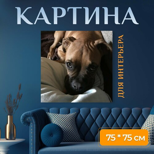 Картина на холсте "Боксер, глаза щенка, собака" на подрамнике 75х75 см. для интерьера