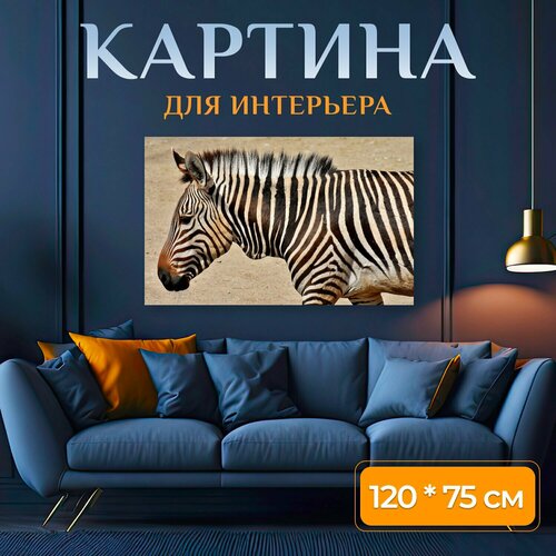 Картина на холсте "Зебра, дикое животное, зоопарк" на подрамнике 120х75 см. для интерьера