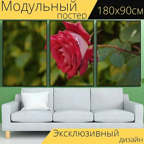Модульный постер "Роза, красный, розы" 180 x 90 см. для интерьера