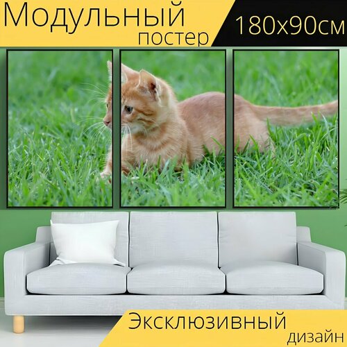 Модульный постер "Кот, красный, котенок" 180 x 90 см. для интерьера