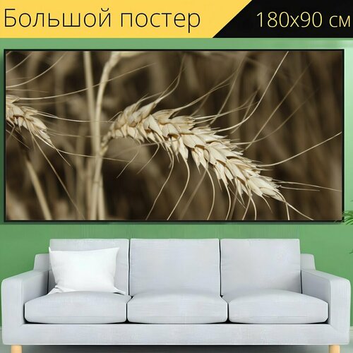 Большой постер "Пшеница, пшеничные поля, обрезать" 180 x 90 см. для интерьера