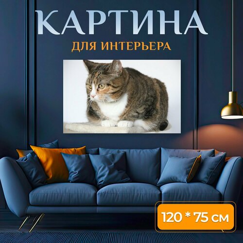 Картина на холсте "Кот, похмелье, домашнее животное" на подрамнике 120х75 см. для интерьера
