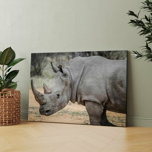 Картина на холсте (Белый носорог в Африке серый хама) 60x80 см. Интерьерная, на стену.