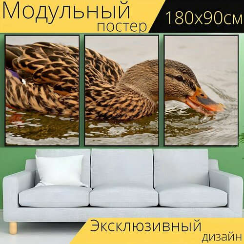 Модульный постер "Кряква, водоплавающая птица, птица" 180 x 90 см. для интерьера
