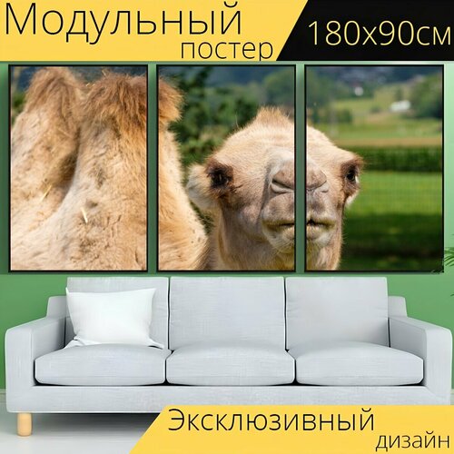 Модульный постер "Верблюд, семейство млекопитающих, пара копытных" 180 x 90 см. для интерьера