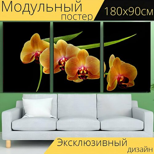 Модульный постер "Орхидеи, цветы, завод" 180 x 90 см. для интерьера