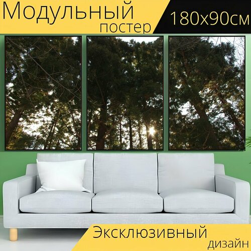 Модульный постер "Кедр, деревья, лес" 180 x 90 см. для интерьера