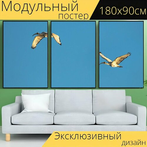 Модульный постер "Священный ибис, птицы, птичий" 180 x 90 см. для интерьера