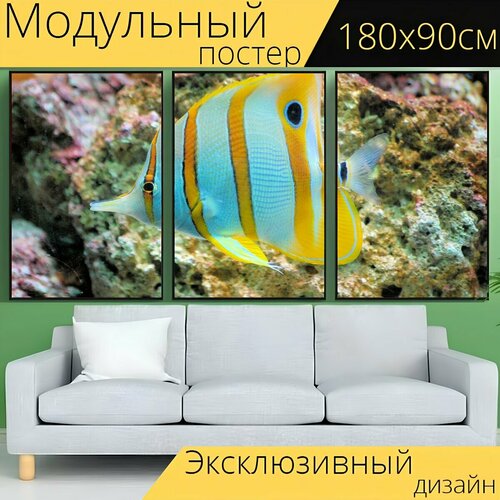 Модульный постер "Рыба бабочка, рыбы, тропический" 180 x 90 см. для интерьера