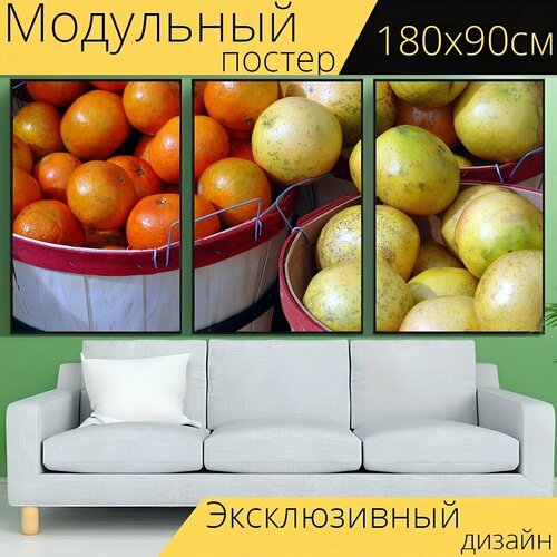 Модульный постер "Фрукты, апельсины, грейпфрут" 180 x 90 см. для интерьера