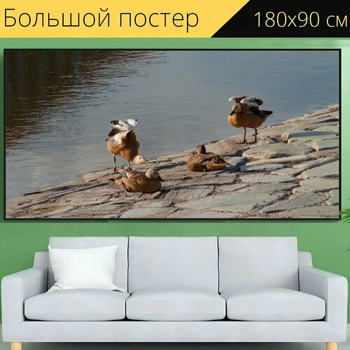 Большой постер "Румяная утка, утка, птица" 180 x 90 см. для интерьера