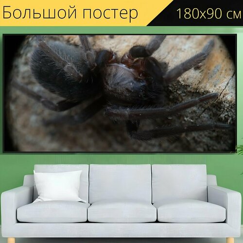 Большой постер "Паукообразный, паук, природа" 180 x 90 см. для интерьера
