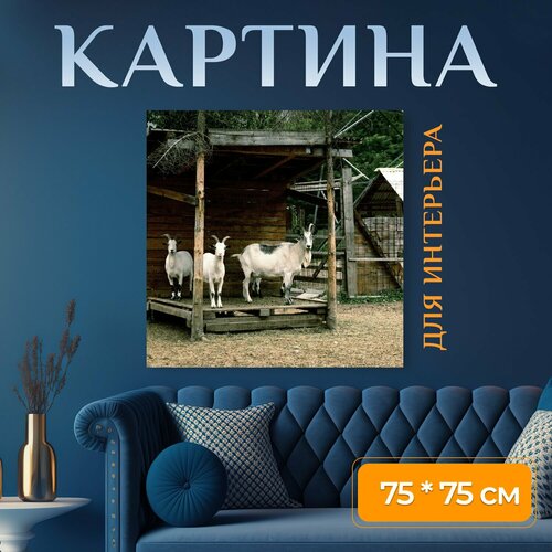 Картина на холсте "Козы, животные, козел" на подрамнике 75х75 см. для интерьера