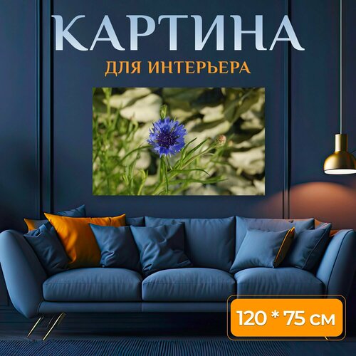 Картина на холсте "Василек, природа, цветок" на подрамнике 120х75 см. для интерьера