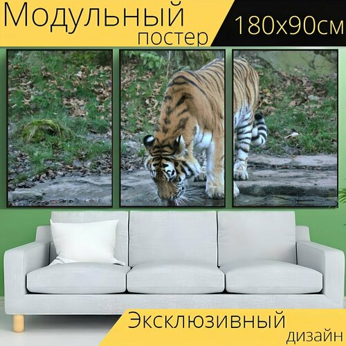 Модульный постер "Тигр, зоопарк, хищник" 180 x 90 см. для интерьера
