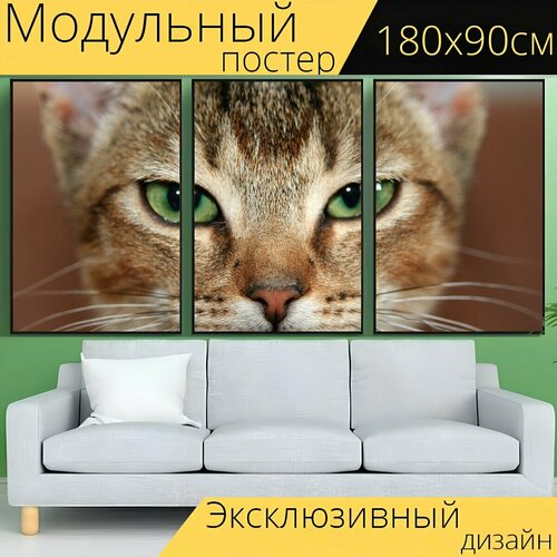 Модульный постер "Кот, похмелье, котенок" 180 x 90 см. для интерьера