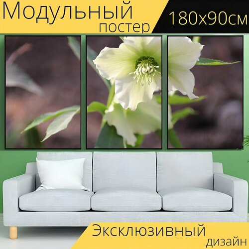 Модульный постер "Морозник, цветок, сад" 180 x 90 см. для интерьера