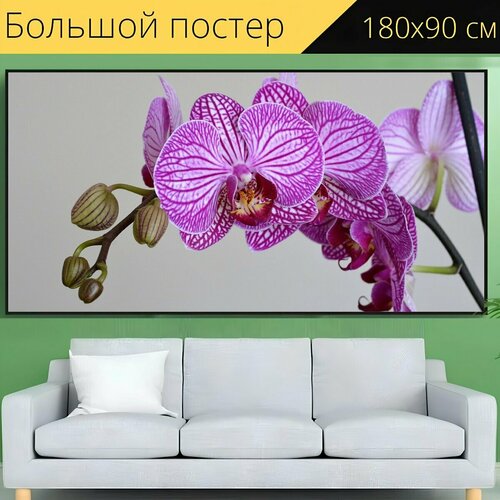 Большой постер "Орхидея, сирень, цветок" 180 x 90 см. для интерьера