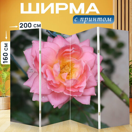 Ширма перегородка с принтом "Роза, цветок, розовый" на холсте - 200x160 см. для зонирования, раскладная
