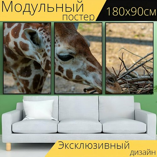 Модульный постер "Жирафа, кормление, дикая природа" 180 x 90 см. для интерьера