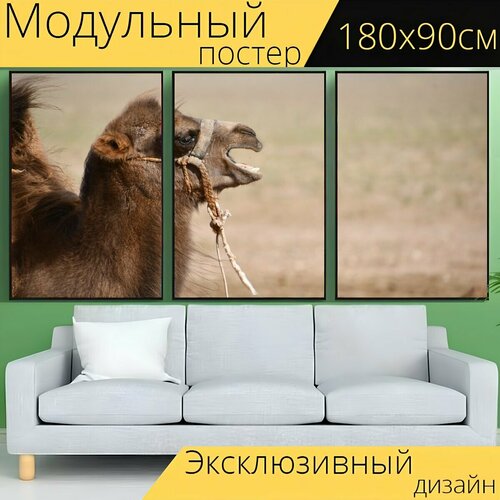 Модульный постер "Верблюд, животное, пустыня" 180 x 90 см. для интерьера