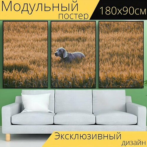 Модульный постер "Собака, трава, домашний питомец" 180 x 90 см. для интерьера