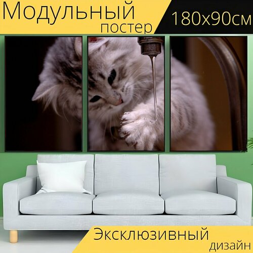Модульный постер "Кошка, любопытный кот, водопроводная вода" 180 x 90 см. для интерьера
