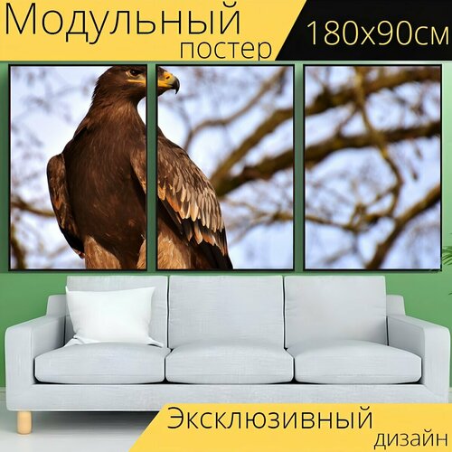Модульный постер "Орел, хищник, хищные птицы" 180 x 90 см. для интерьера