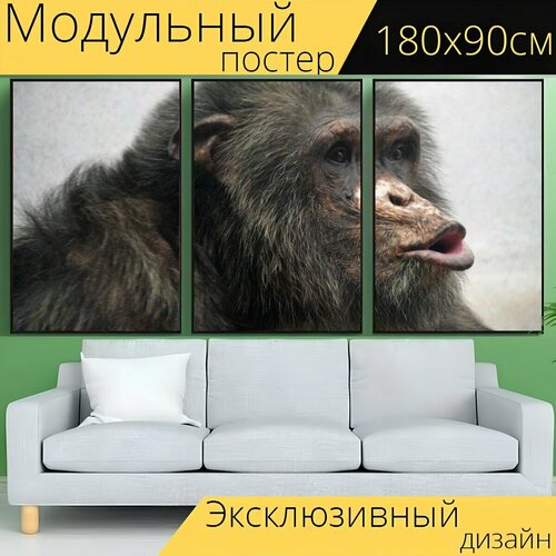 Модульный постер "Шимпанзе, обезьяна, животное" 180 x 90 см. для интерьера
